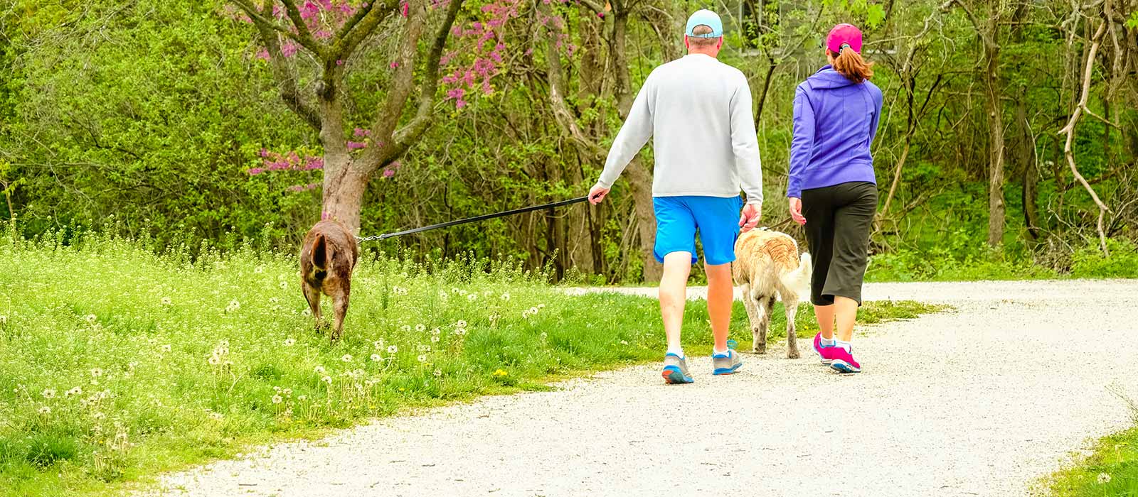5 Best Missouri Pet Insurance for Dogs & Cats (2026 Reviews)