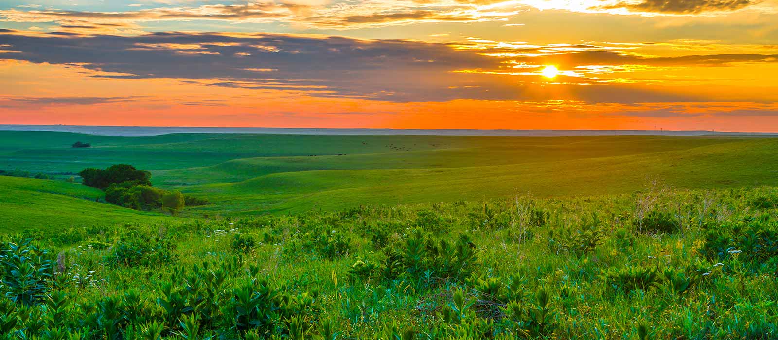 4 Best Kansas Pet Insurance for Dogs & Cats (2025 Reviews)