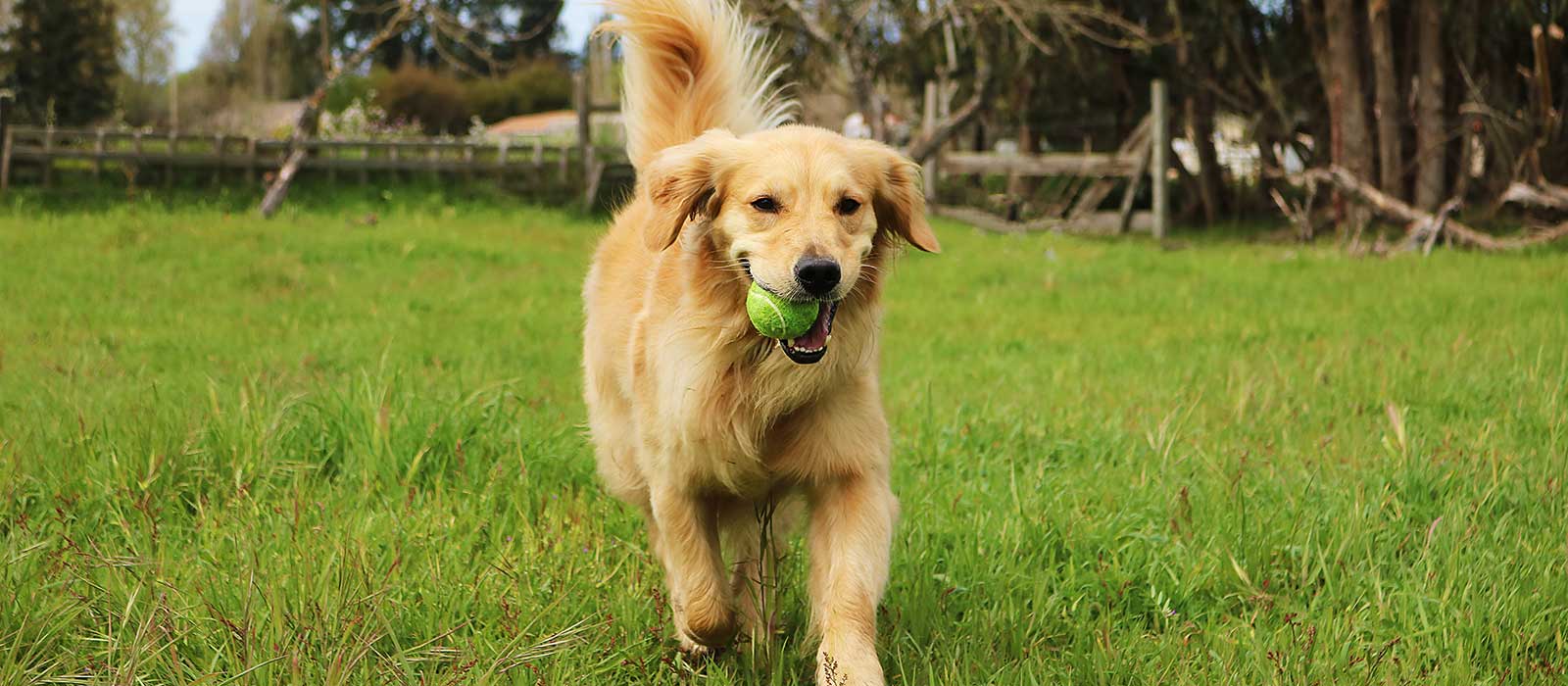 5 Best Pet Insurance for Golden Retrievers (2026 Reviews)