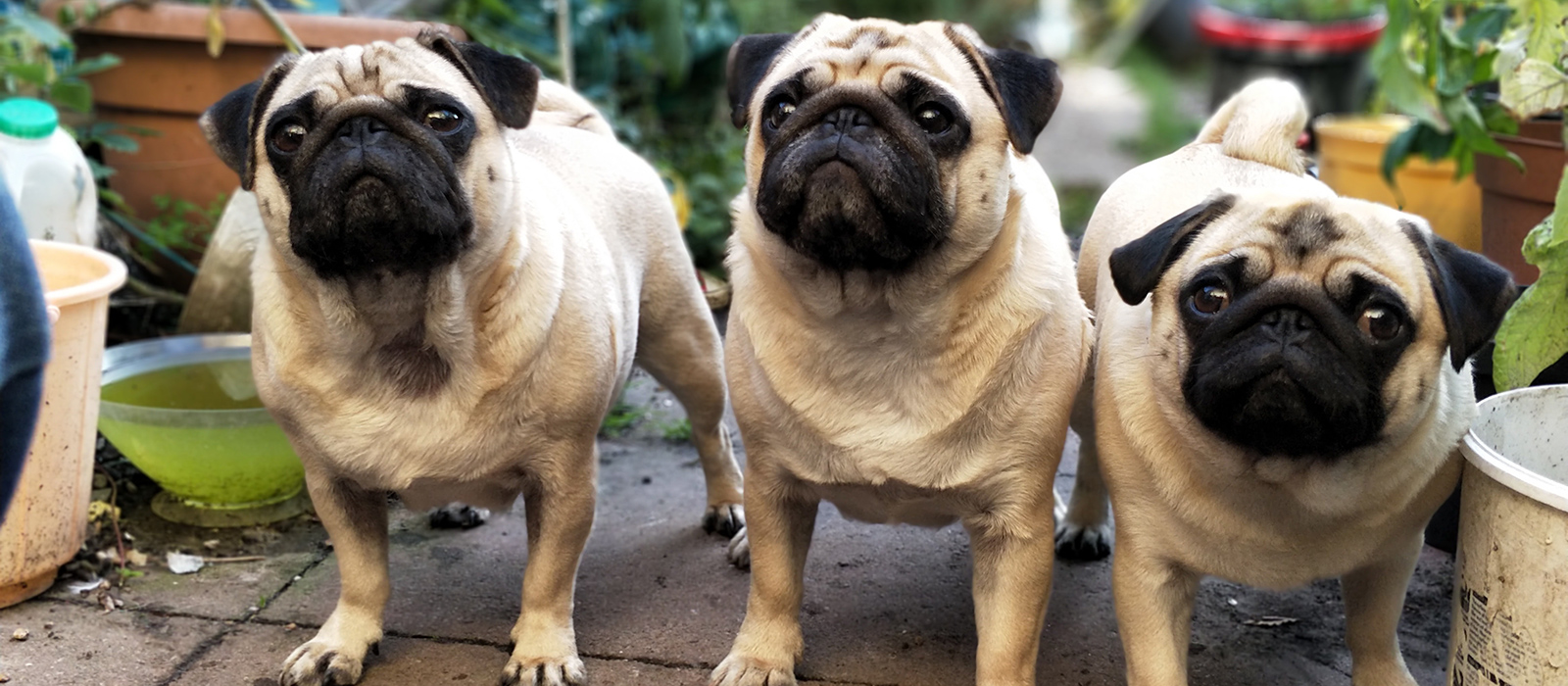 5 Best Pet Insurance for Pugs (2025 Reviews)