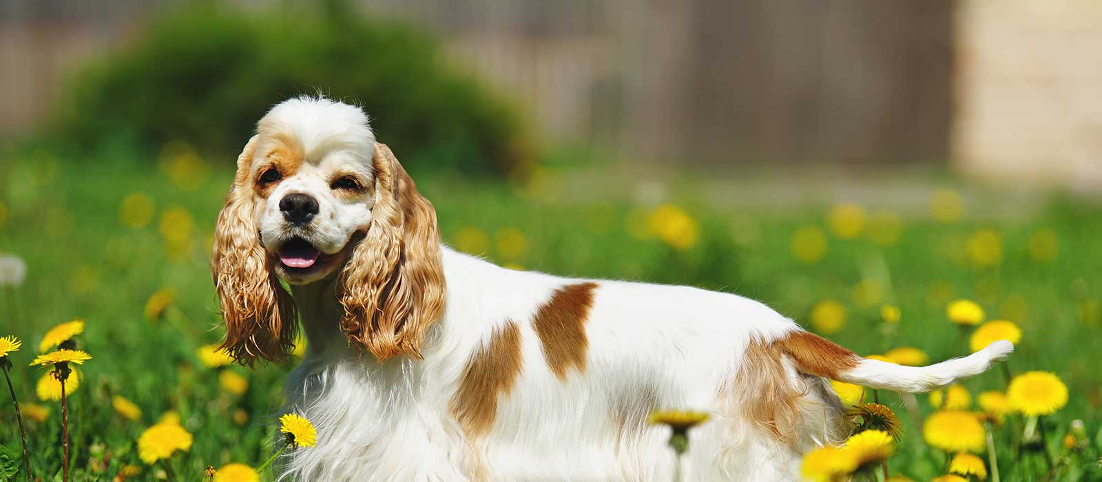 5 Best Pet Insurance for Cocker Spaniels (2026 Reviews)