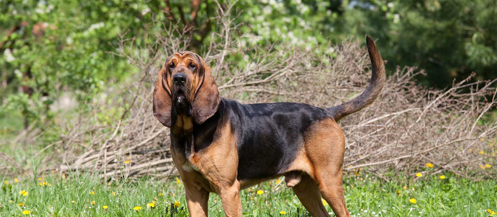 5 Best Pet Insurance for Bloodhounds (2025 Reviews)