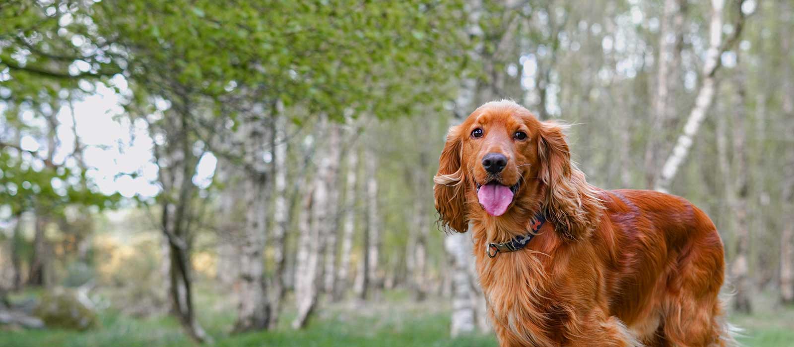 5 Best Pet Insurance for English Cocker Spaniels (2025 Reviews)
